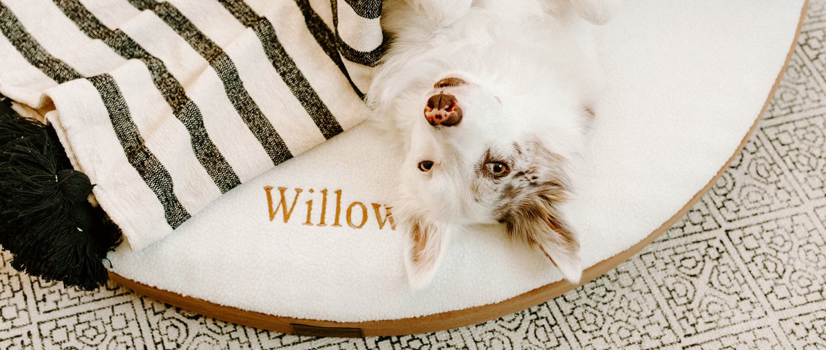 Personalized Pet Products – Carolina Pet Co.