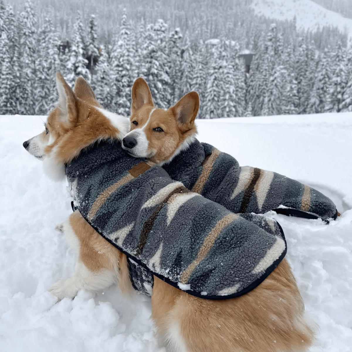 Winter Apparel for Pets – Carolina Pet Co.