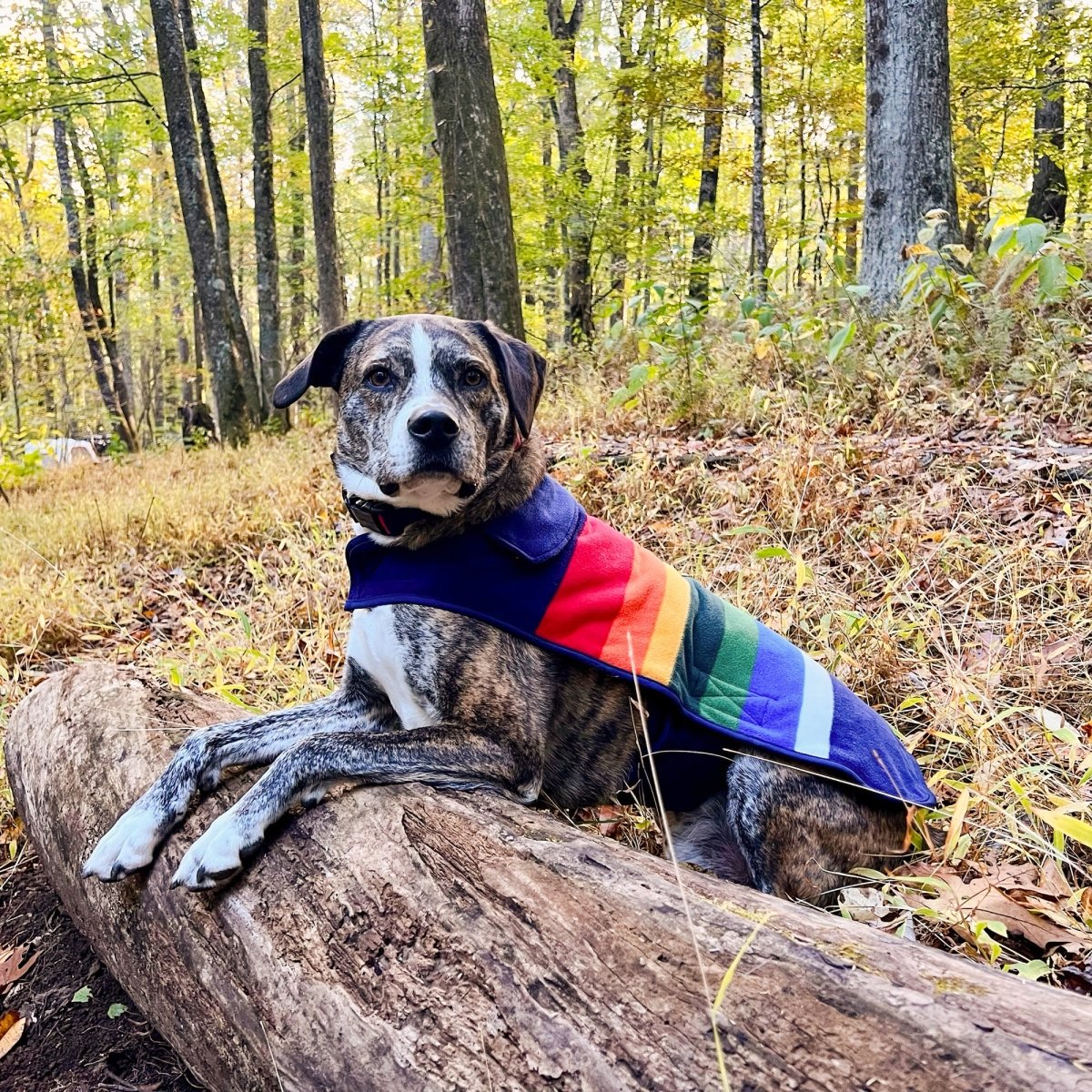 Pendleton National Park Coat – Carolina Pet Co.